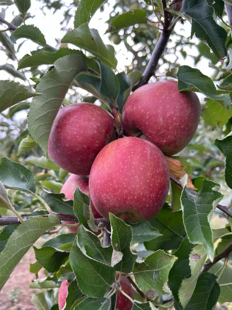 Pomme JonaPrince (Jonagold rouge) | LeValdesRoys